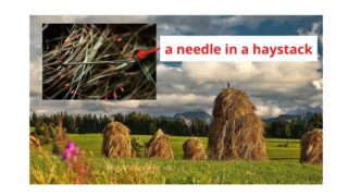 a needle in a haystack】ってどういう意味？日本の諺にもある！ | どこでもタフ in 海外